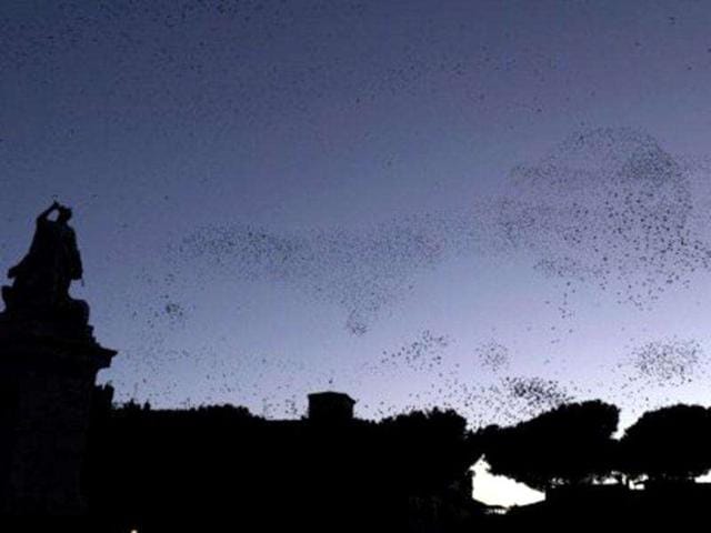 Startling starlings! | Hindustan Times