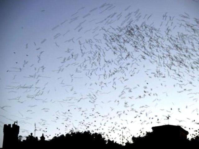 Startling starlings! | Hindustan Times