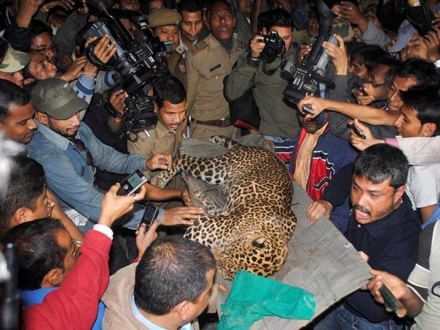 Leopard fury | Hindustan Times
