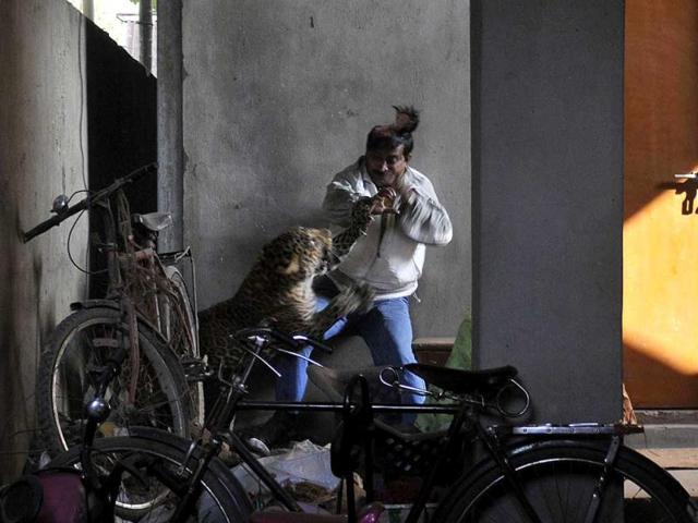 Leopard fury | Hindustan Times