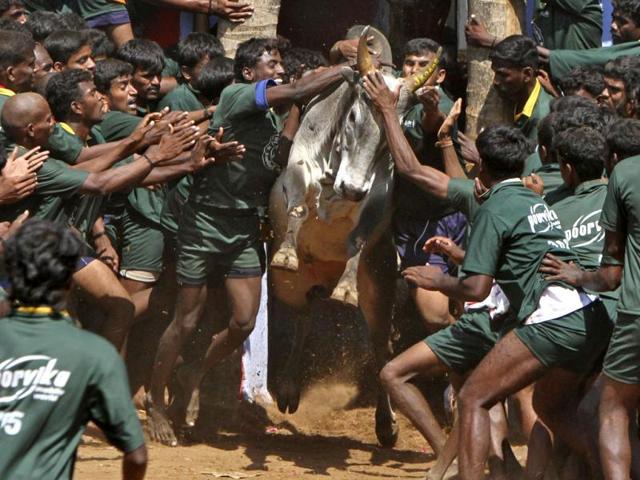 Bull-taming festival | Hindustan Times