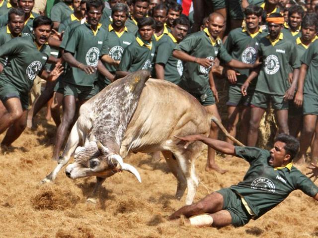 Bull-taming festival | Hindustan Times