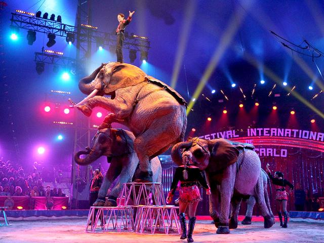 Circus pocus | Hindustan Times