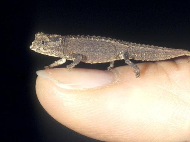 World's tiniest chameleon | Hindustan Times