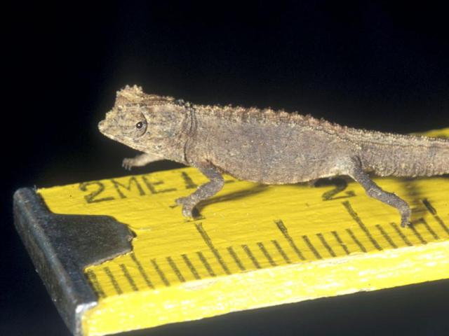 World's tiniest chameleon | Hindustan Times