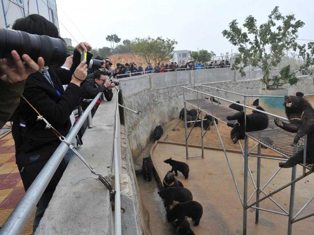 Bear bile farms | Hindustan Times