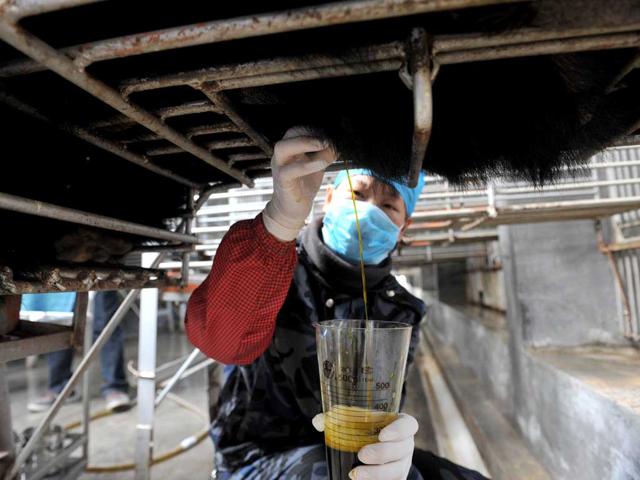Bear bile farms | Hindustan Times