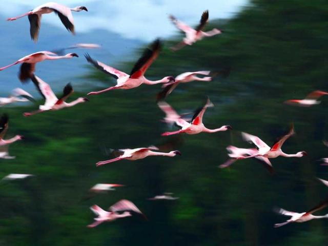 Flamingos flourish in Naivasha | Hindustan Times