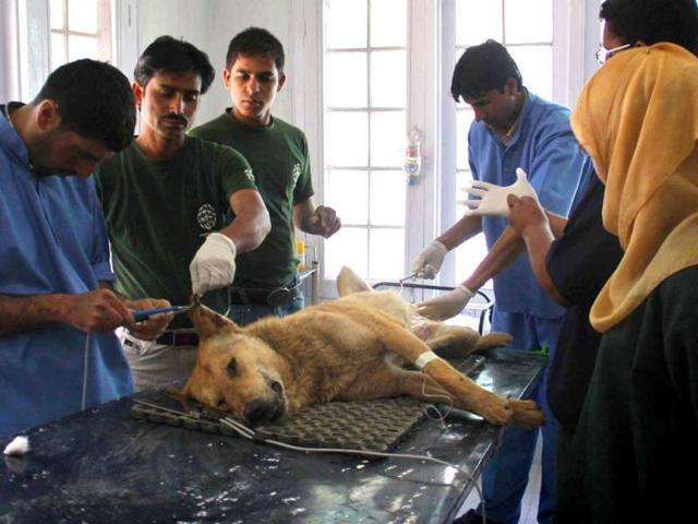 50,000 canines to undergo surgery in Kashmir to fight dog menace ...