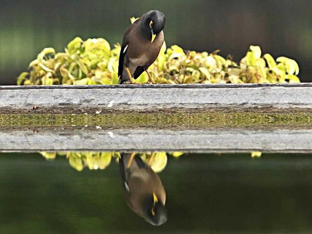 Birds of Delhi | Hindustan Times