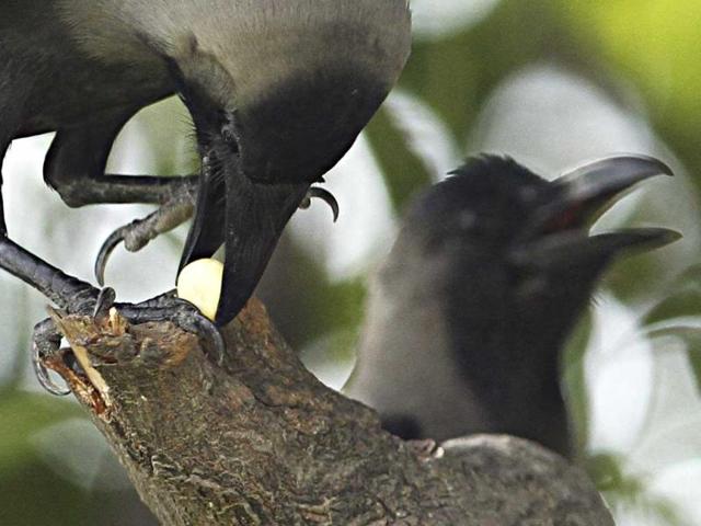 Birds of Delhi | Hindustan Times