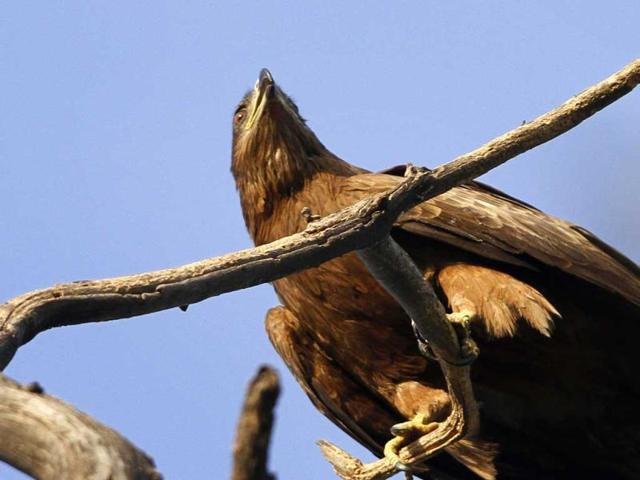 Birds of Delhi | Hindustan Times