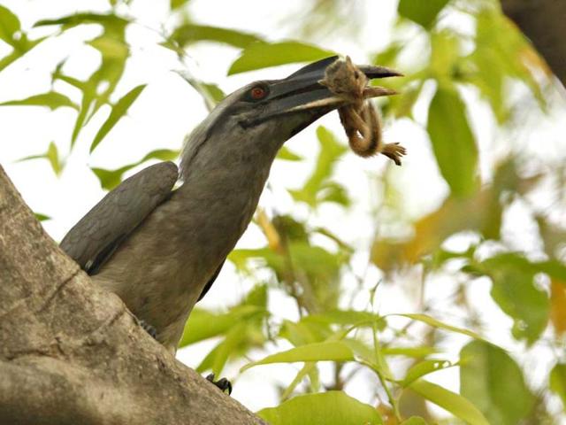 Birds of Delhi | Hindustan Times