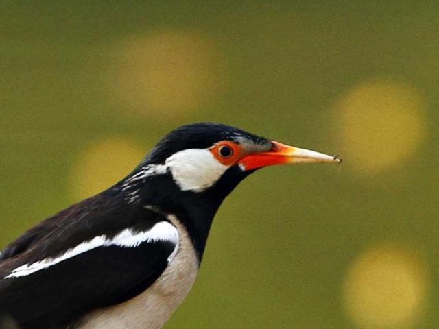 Birds of Delhi | Hindustan Times
