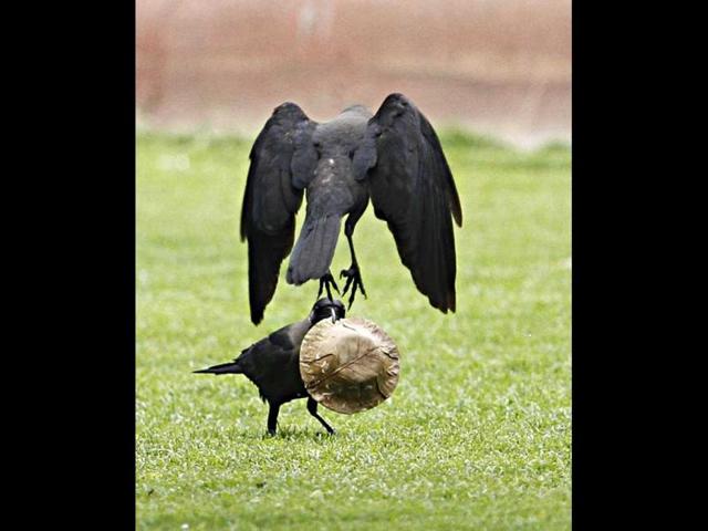 Angry birds: crows attack mirror sculpture in exhibition | World News