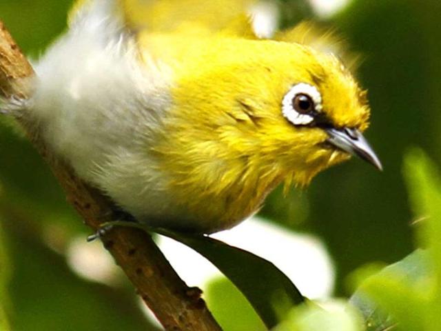 Birds of Delhi | Hindustan Times