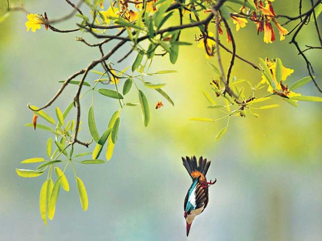 Birds of Delhi | Hindustan Times