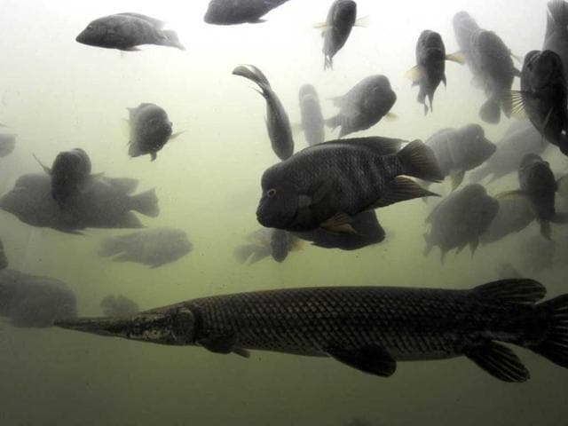 National Biodiversity Institute | Hindustan Times