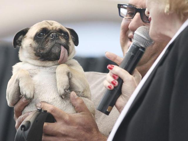 World's ugliest dog contest | Hindustan Times