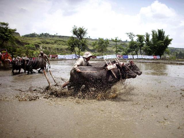 Fun at the sowing field | Hindustan Times
