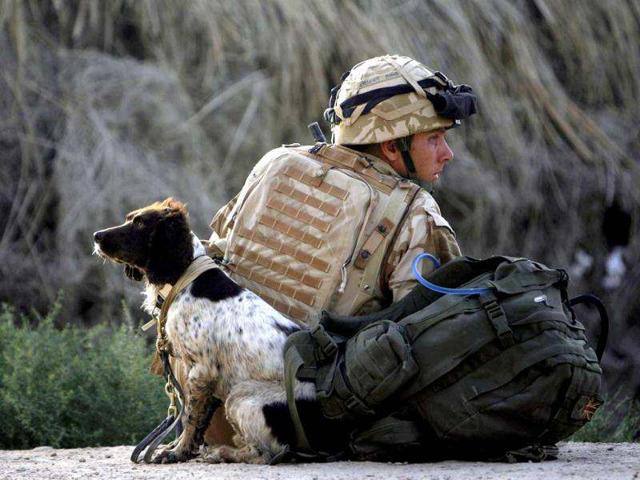 Dogs at war | Hindustan Times