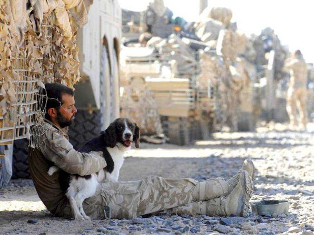 Dogs at war | Hindustan Times