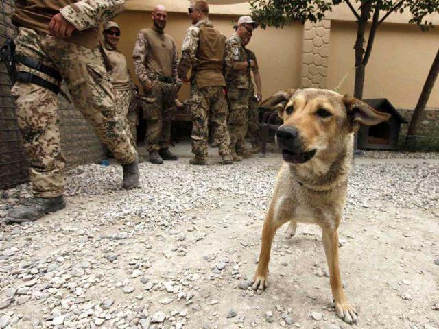 Dogs at war | Hindustan Times