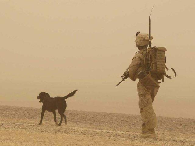 Dogs at war | Hindustan Times