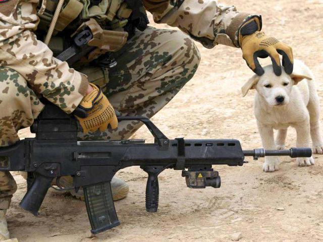 Dogs at war | Hindustan Times