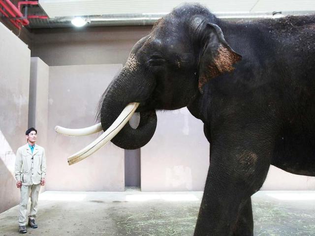 Meet the Asian elephant that can speak words in Korean | World News