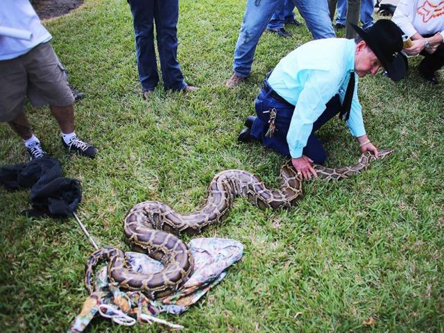 Hunting for a python | Hindustan Times