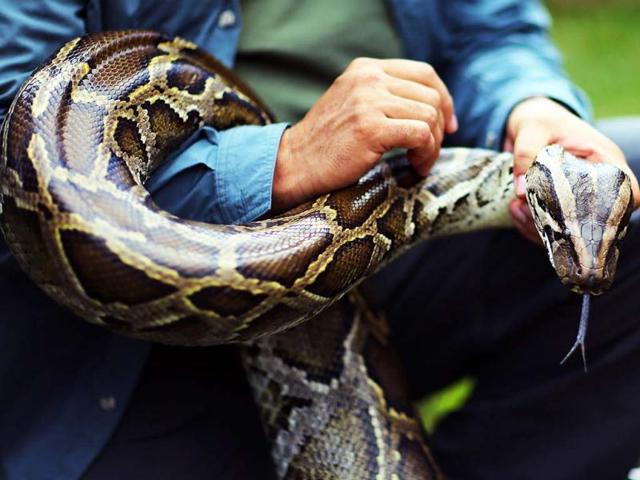 Hunting for a python | Hindustan Times