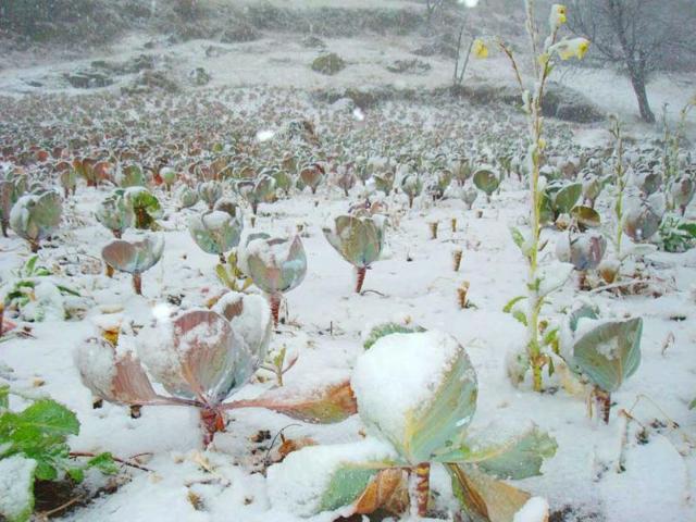 Trudging through snow | Hindustan Times