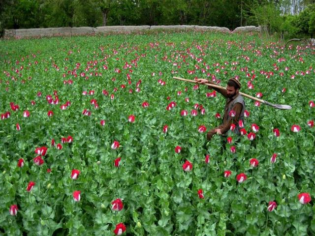 Poppy husk grown on shamlat land | Hindustan Times