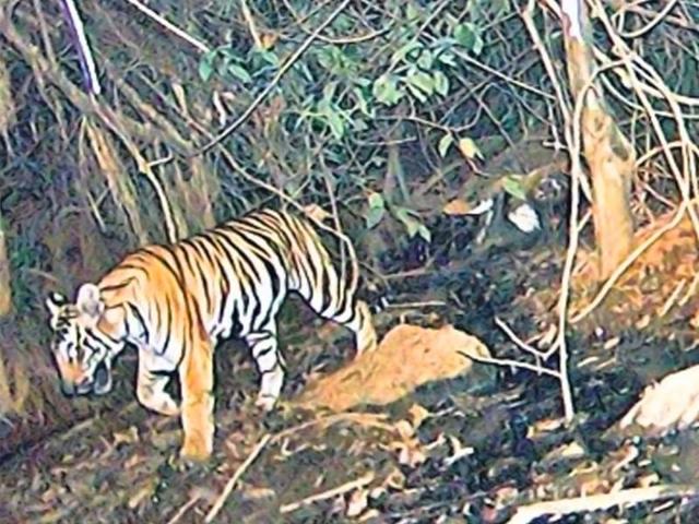 Tourist hub Goa gets a new attraction – tigers | Latest News India