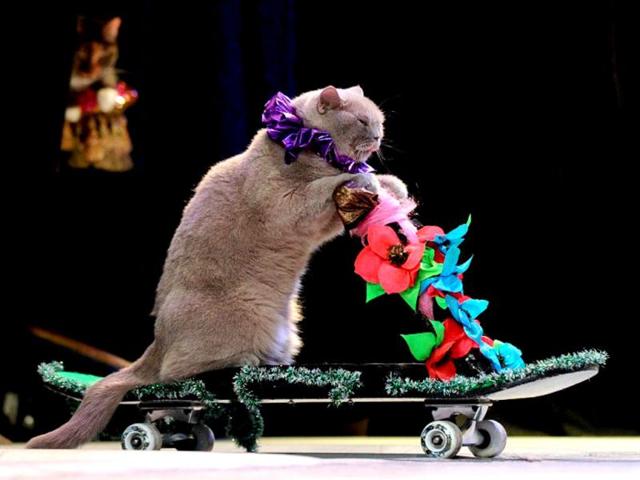 Moscow Cat Theatre In Russia, A Cat Thrown From A Train Offers A Safe