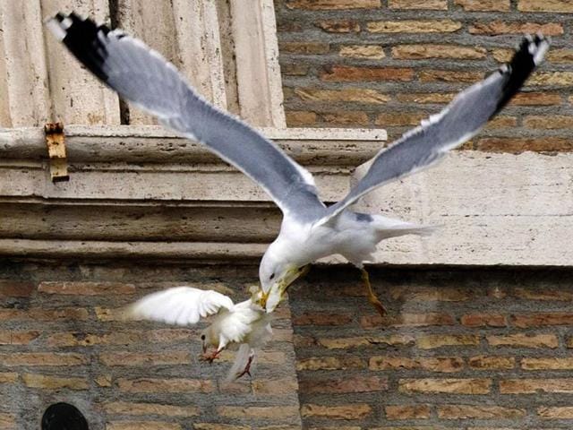Pope’s doves of peace attacked by seagull, crow | World News