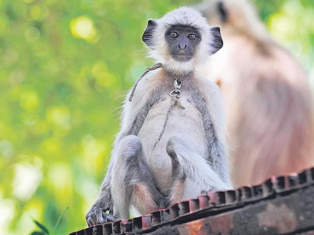 VIPs may get protection from monkey menace, but what about rest of ...