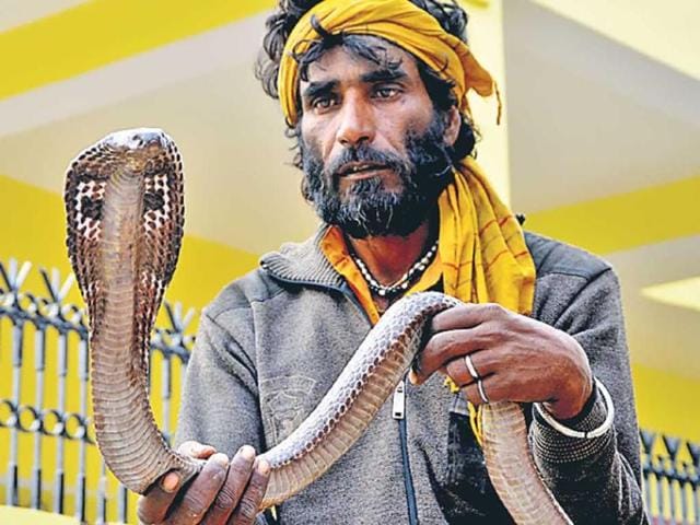 Marital hiss: Catch snakes or the wedding is off! | Latest News India