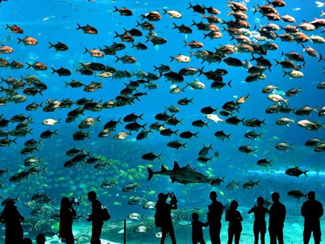 China fishes for growth with world's largest aquarium | Travel