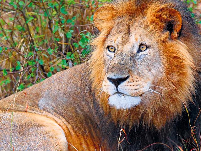 Wild and beautiful: Celebrating wildlife week in the city | Hindustan Times