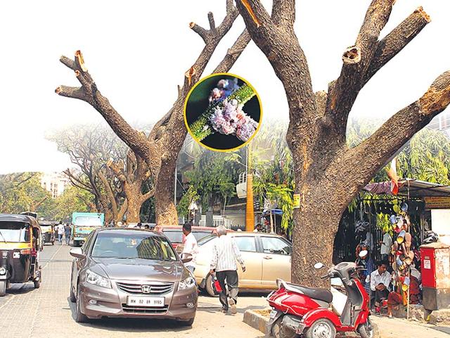 Chronic problem: Bugs in Mumbai's once-lush rain trees | Mumbai news