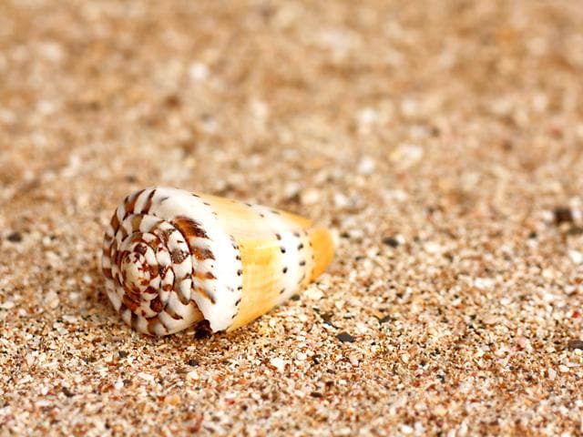Treat cancer and tobacco addiction with cone snail venom | Health