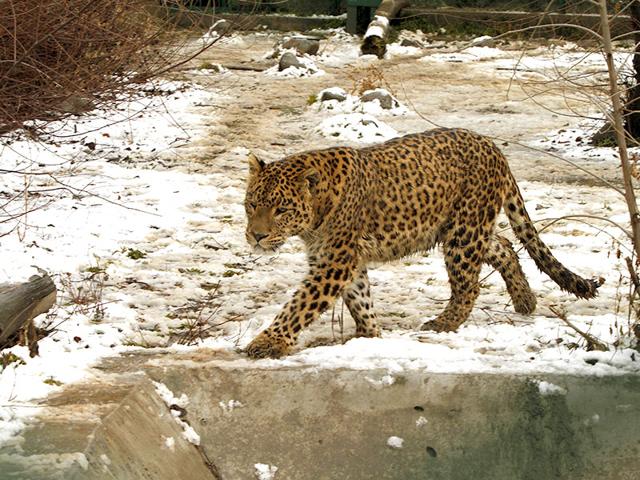 Centre moots animal safaris to save leopards | Latest News India