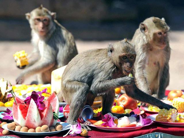 Monkey repellent device at Panjab University works well on humans ...