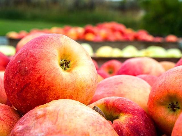 New foreign varieties of apple gaining ground | Hindustan Times