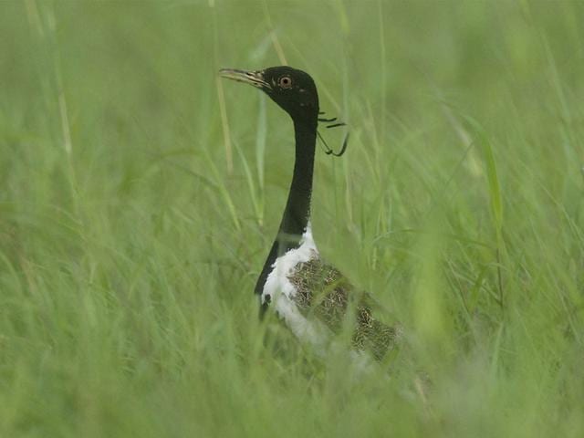 MP forest dept urges farmers to grow traditional crops to conserve ...