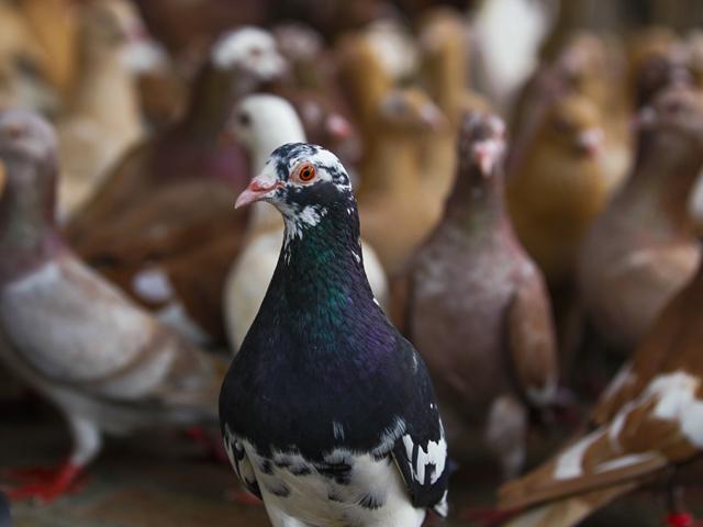 Of kabootars and ustads | Hindustan Times