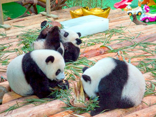 Rare Panda triplets celebrate first birthday in China | World News