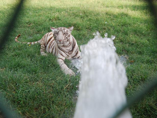 kamala nehru park indore